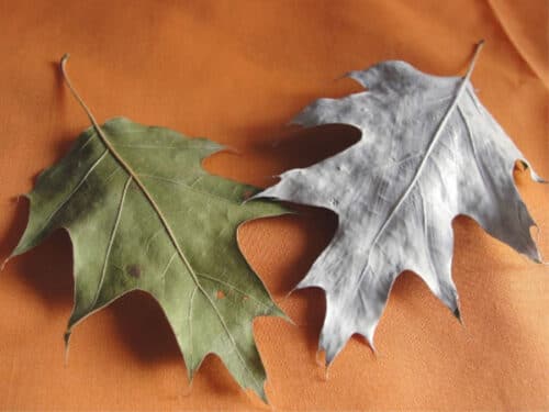 How to Make Silly Painted Leaf Ghosts for A Halloween Tree