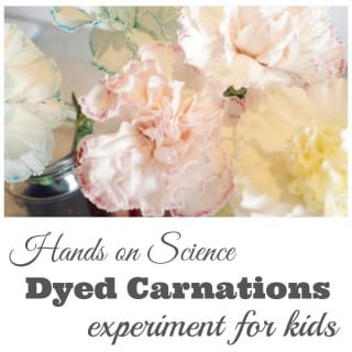 Cool Coloring Carnations Science Experiment for Kids