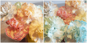 Cool Coloring Carnations Science Experiment for Kids