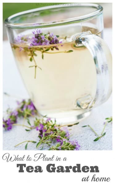 What to Plant in a Tea Garden at Home