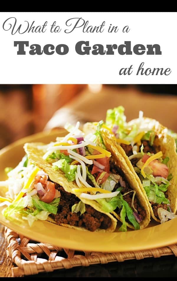 What to Plant in a Taco Garden at Home
