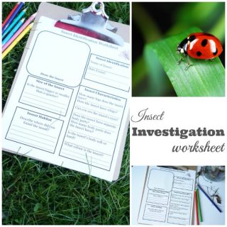 Insect Investigation Worksheet for Kids