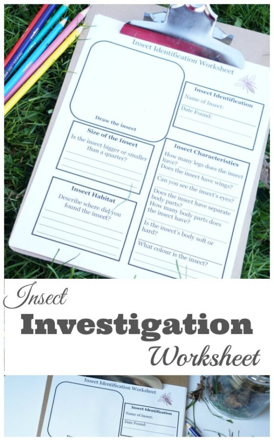 Insect Investigation Worksheet for Kids