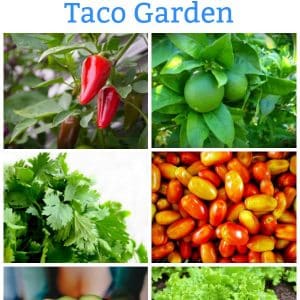 Love Tacos? How to Plant a Taco Garden at Home