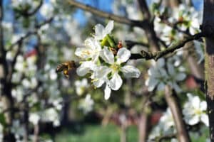 All the Best Plants to Grow in a Bee Garden