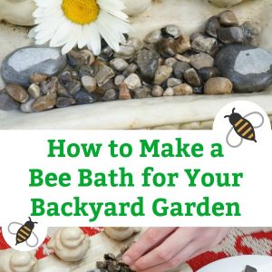 How to Make a Bee Bath for Your Backyard Garden