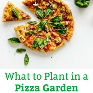 What to Plant in a Pizza Garden - Gardening with Kids