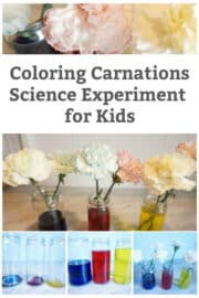 Cool Coloring Carnations Science Experiment for Kids