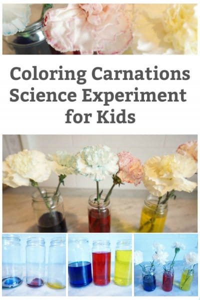 Cool Coloring Carnations Science Experiment for Kids